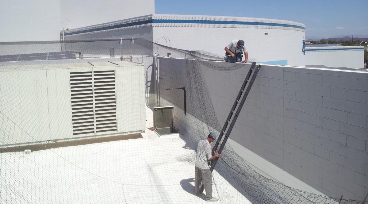 Residential Complex Bird Control Services in Pima County, Arizona - Rid ...